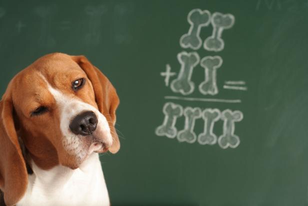 Must-Have Back-to-School Supplies for Your Dog | TLC.com